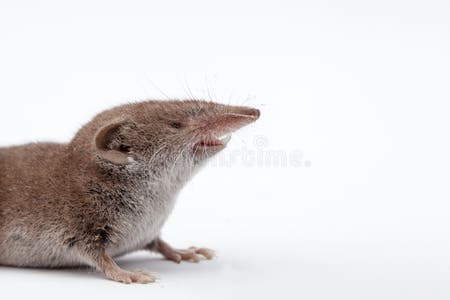 1,530 Shrew Stock Photos - Free & Royalty-Free Stock Photos from Dreamstime