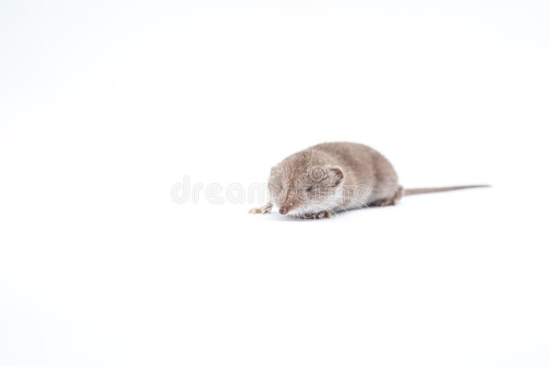 An small shrew stock image. Image of wildlife, animal - 76297025