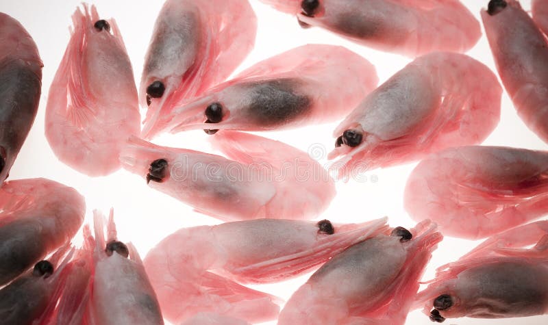 Small shrimp stock image. Image of food, dish, crustacean - 1316649