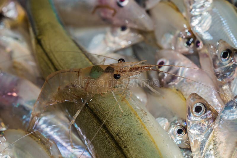 Small shrimp stock image. Image of small, fish, food - 113375209