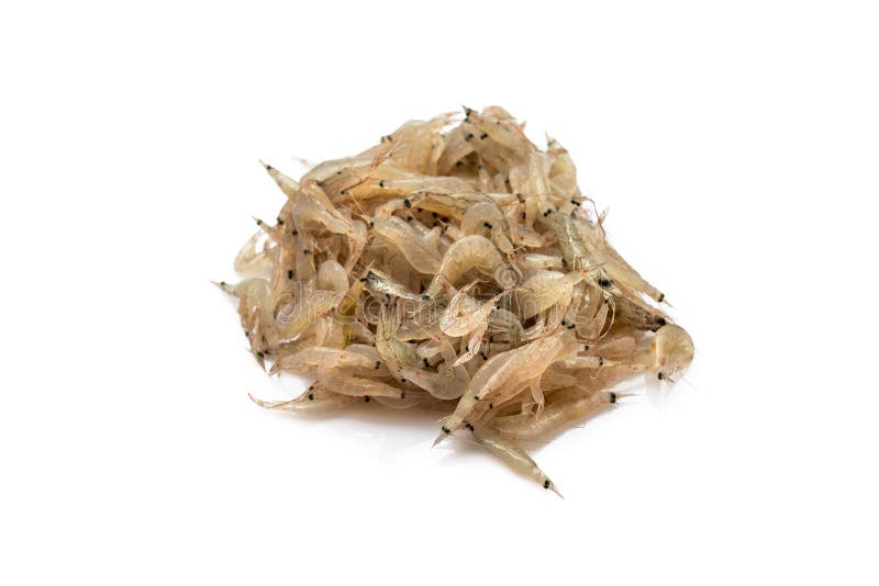 Small shrimp stock image. Image of meal, food, shrimp - 74215051