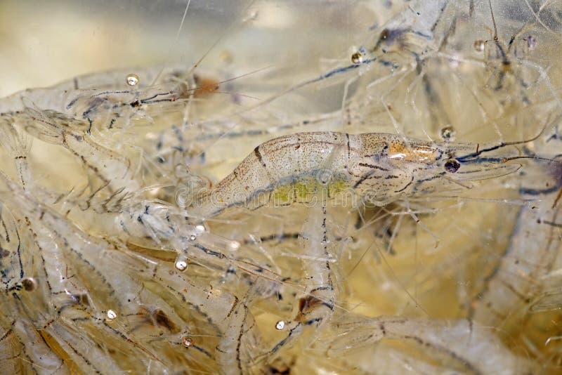 Small shrimp stock photo. Image of market, orange, meal - 59006200