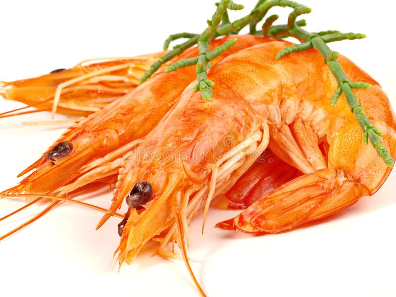 Small Shrimp - Shrimps stock photo. Image of shell, lemon - 146825572