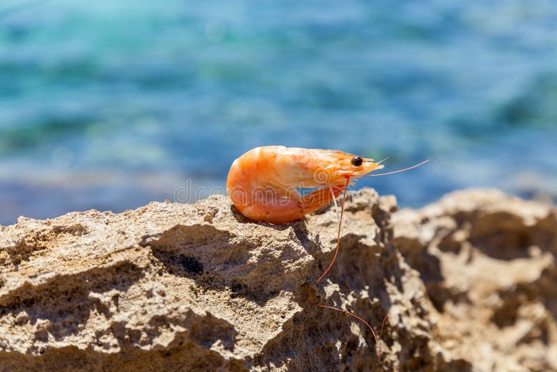 Small shrimp stock image. Image of ecology, rear, surface - 81282069