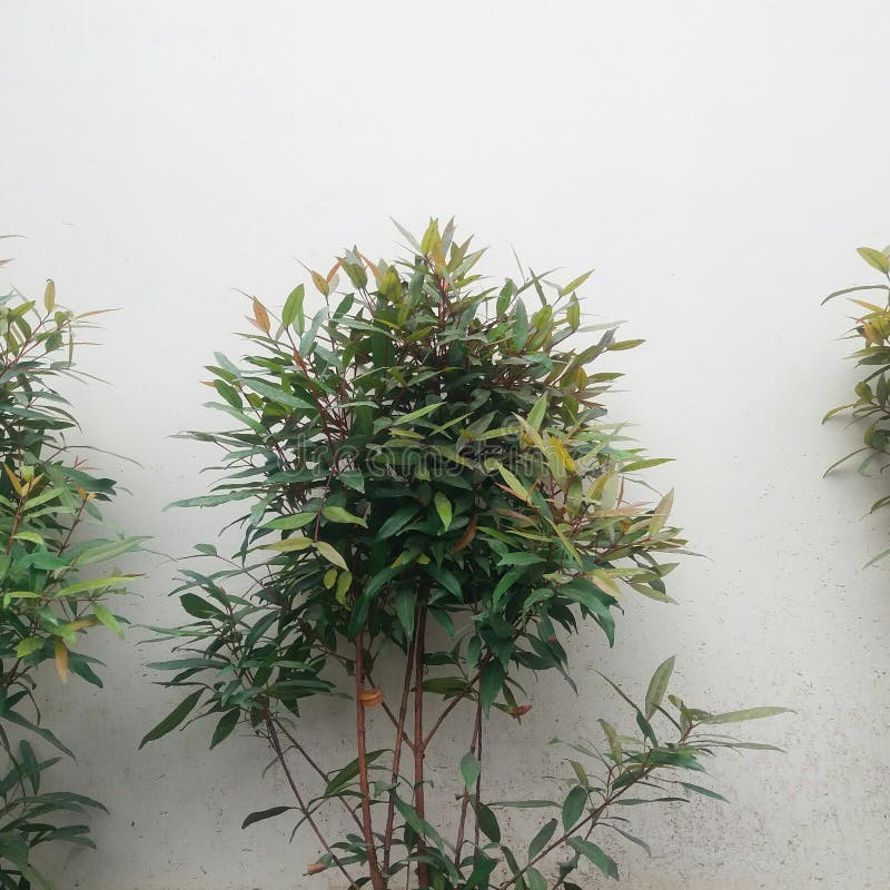 Small Shrub with Small Leaves and Thin Stem on a White Wall Background ...