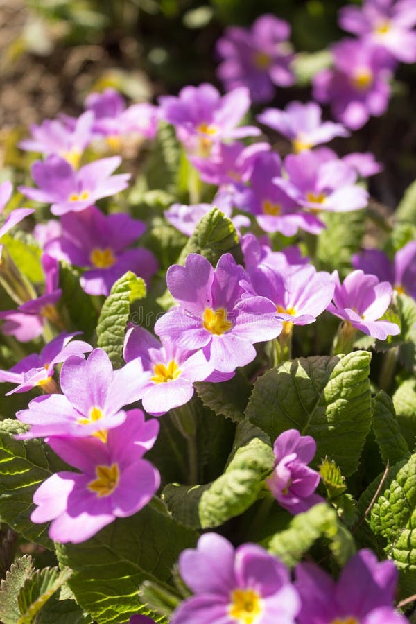 Small Shrubs of Spring Garden and Wild Flowers Primrose, Primula. Stock ...