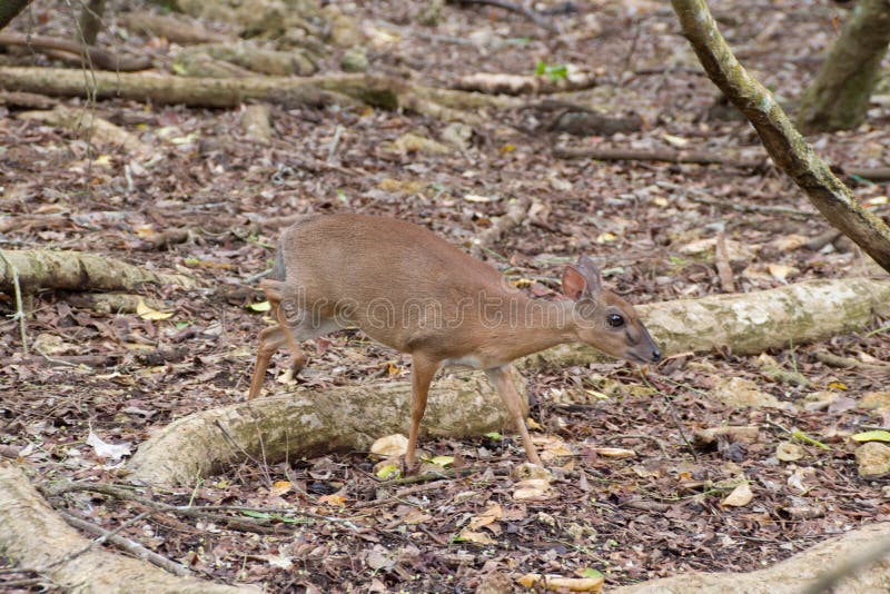 Small shy deer in a forest stock photo. Image of endangered - 104604068