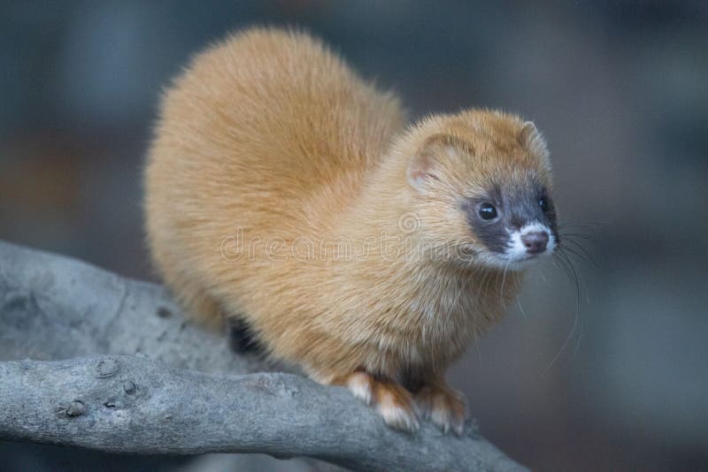Small Siberian Skunk Perching on Wood Stock Image - Image of looking ...