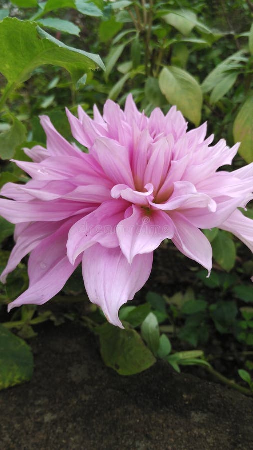 Small Side View of Daisy from Garden Stock Image - Image of small, view ...