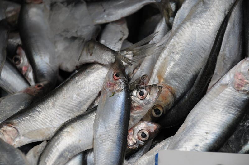 Small silver fish stock image. Image of grey, bright - 13647881