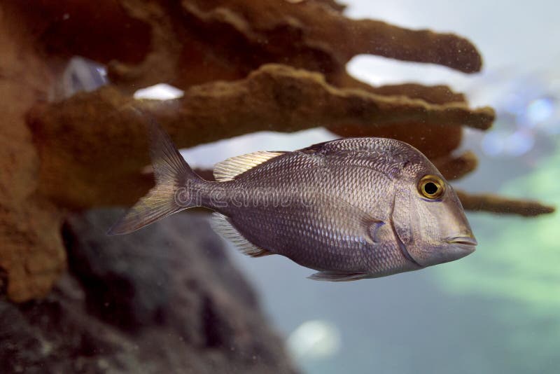 Small Silver Fish at the Aquarium Stock Image - Image of beauty ...