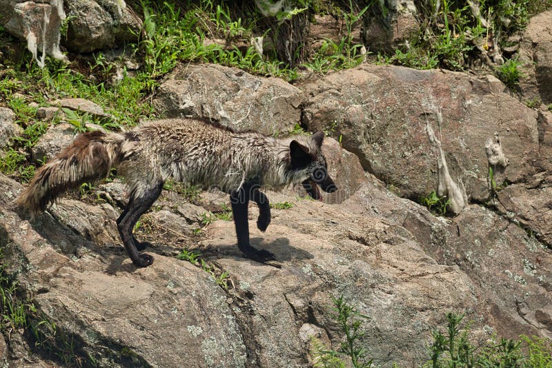 Small Silver Fox Walking on a Boulder during a Hot Summer Day. Stock ...