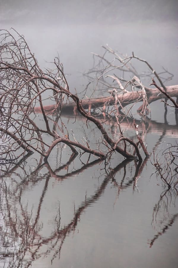 Smooth Still Water of a Pond with a Fish Swimming Below Stock Image ...