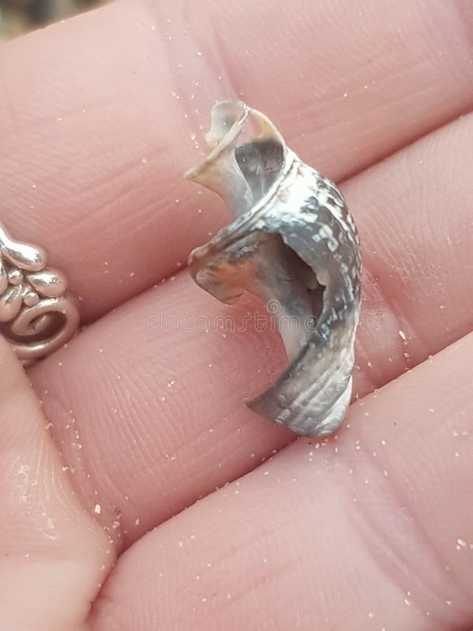 Small silver shell stock image. Image of macro, silver - 169501579