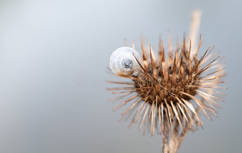 A Small Silver Snail Sits on the Side of a Dry Thistle. the Snail Shell ...