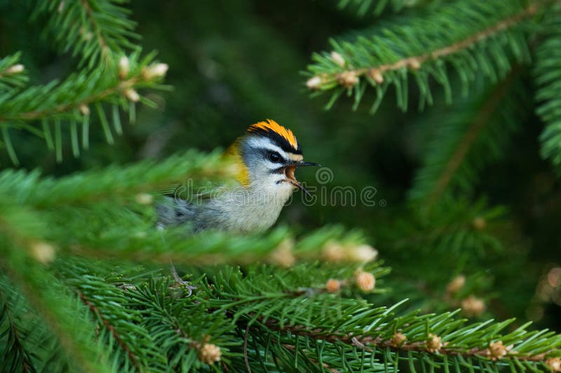 857 Adorable Spruce Forest Stock Photos - Free & Royalty-Free Stock ...