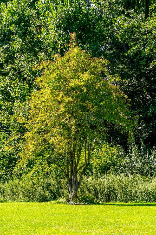 Broadleaf tree on a meadow stock photo. Image of nature - 172104714