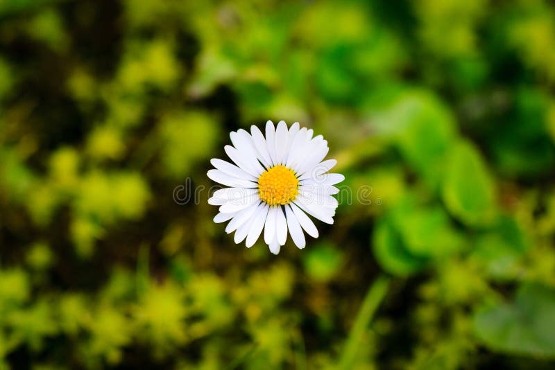 A Single Daisy Snug in the Grass Stock Image - Image of details, daisy ...