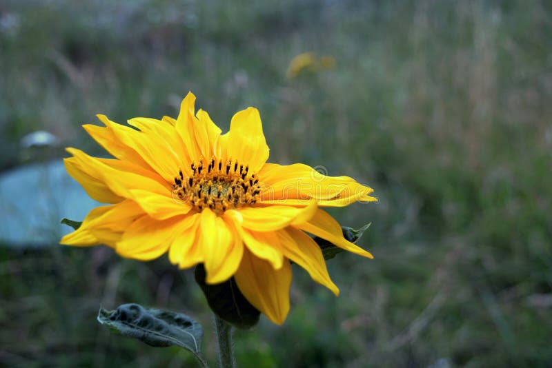 A Small, Single Flower of a Blooming Sunflower with a Stem Stock Image ...