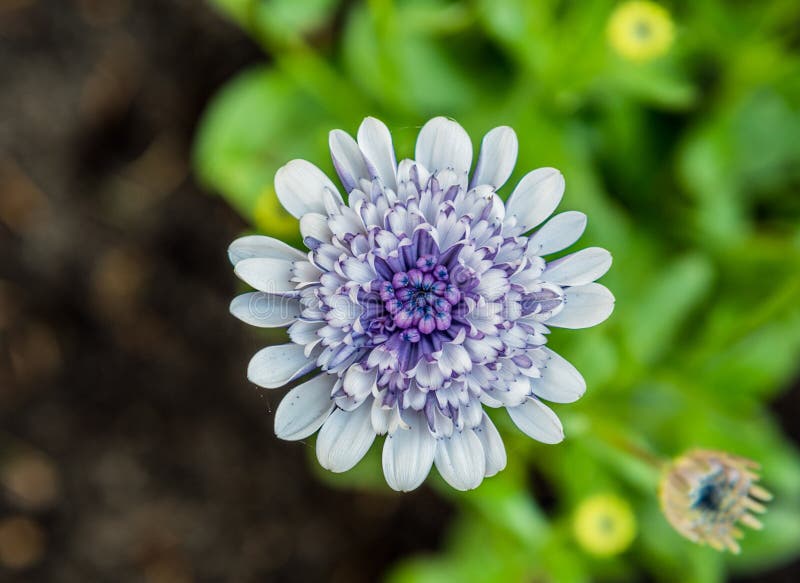 Small single flower stock photo. Image of green, countryside - 80574502