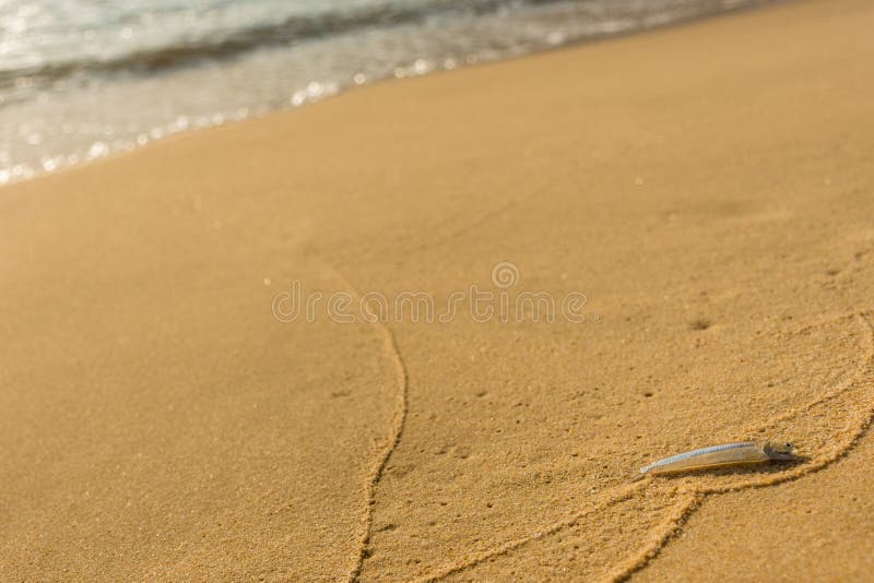 Small Single Transparent Fish Washed Ashore on a Golden Sand Beach ...