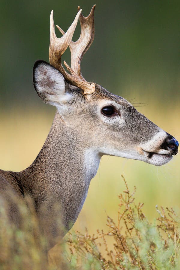 Small Buck in Yellow Prairie Grass Stock Photo - Image of crockett ...