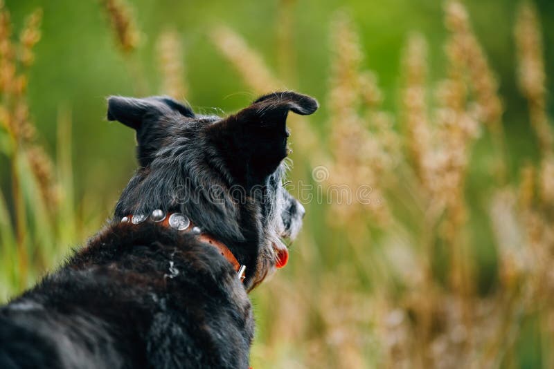 Small Size Black Hunting Dog in Spring, Summer Stock Image - Image of ...