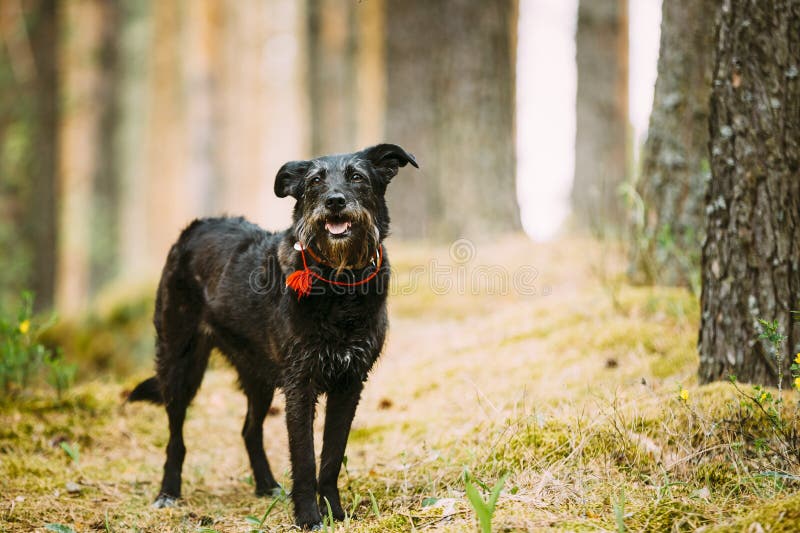 Small Size Black Hunting Dog in Summer Forest. Stock Image - Image of ...