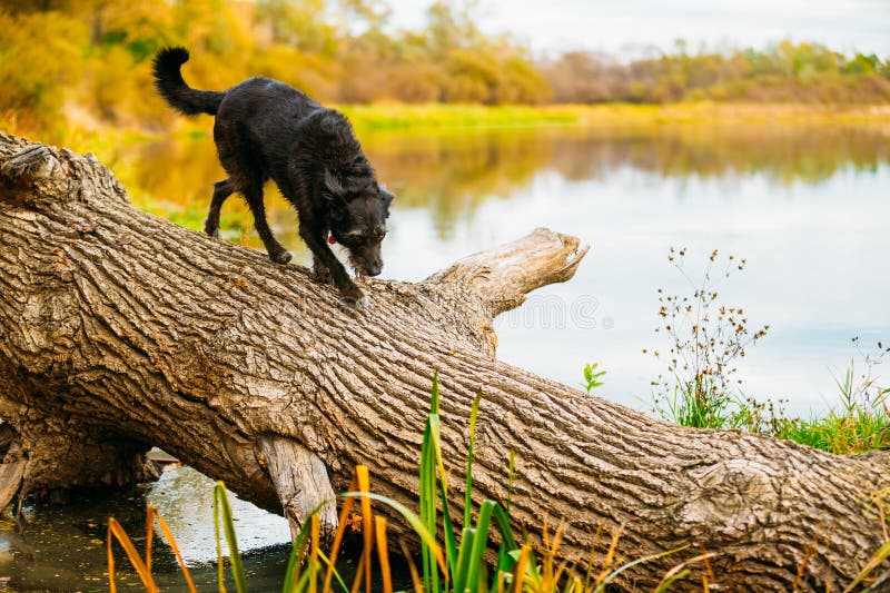 Small Size Black Mixed Breed Dog Running on Trunk of Fallen Tree Stock ...