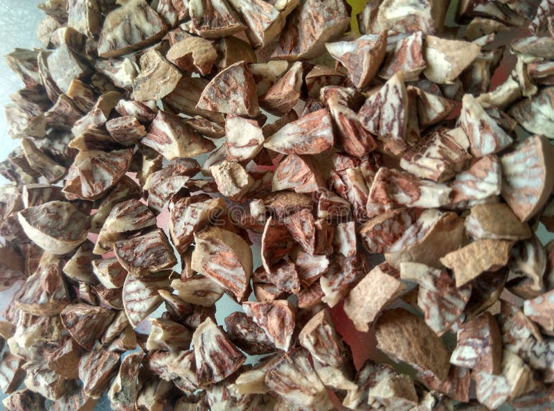 Small Size Cut of Betel Nuts Stock Photo - Image of texture, dose ...
