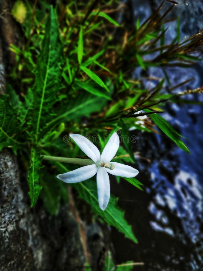 Small Size Flower with Beautiful White Petals Stock Image - Image of ...