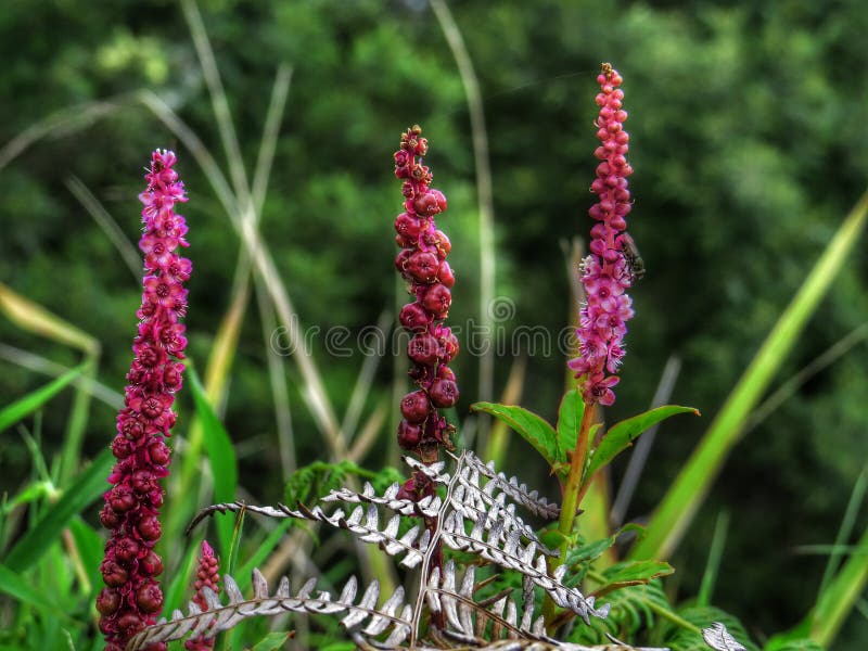 Small Size Flowers Blooming in Crowd Stock Image - Image of crowd ...