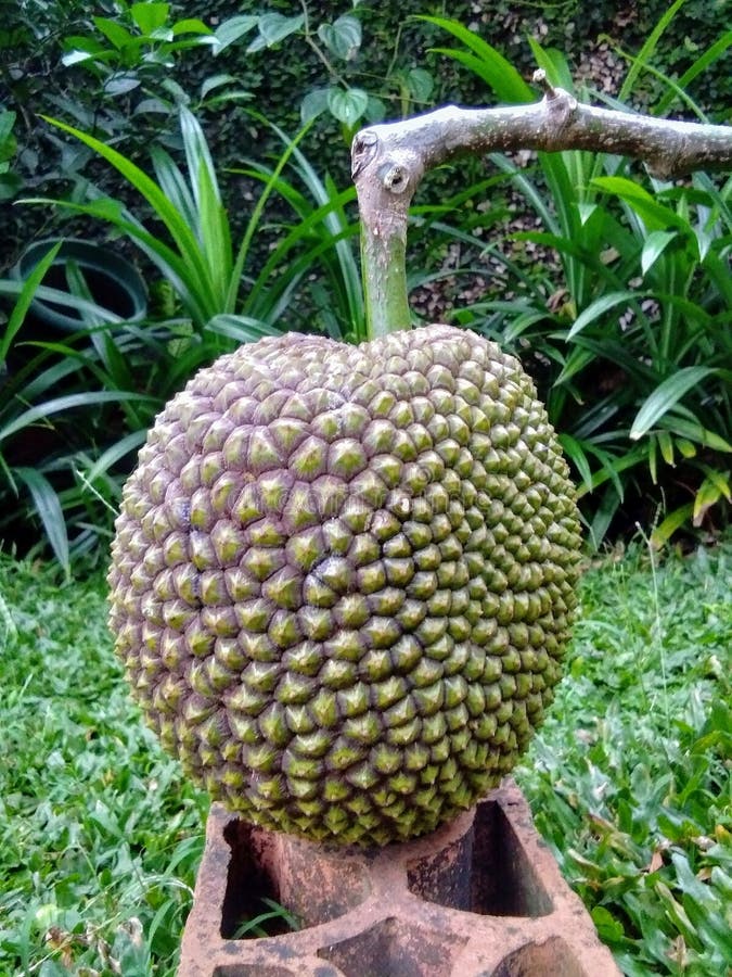 A small size jackfruit stock image. Image of tree, fruit - 249576109