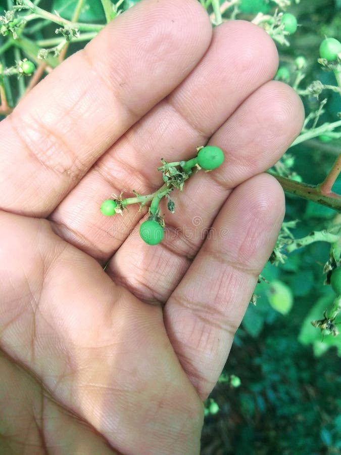 Small Size Mango stock image. Image of grapefruit, like - 119577191