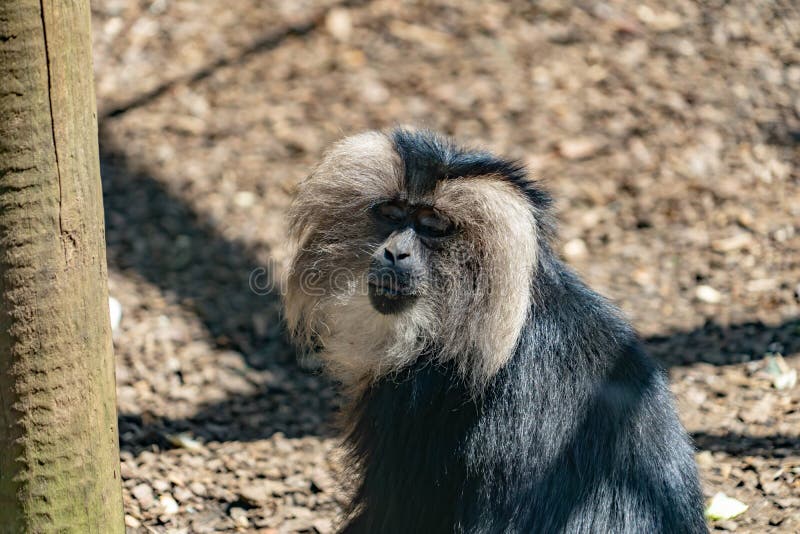 Primate in a zoo stock image. Image of exotic, beautiful - 161220831