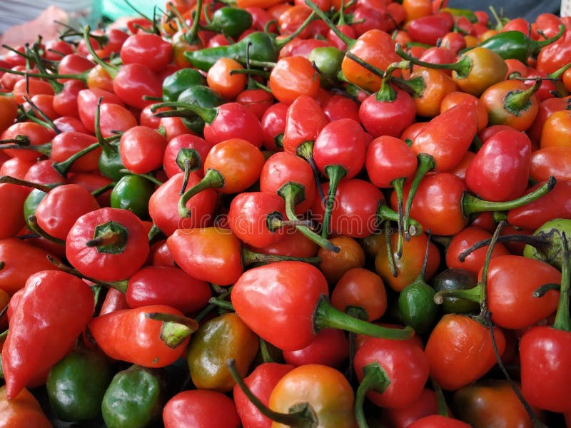 Small Sized and Colorful Chilies Stock Photo - Image of pepper ...