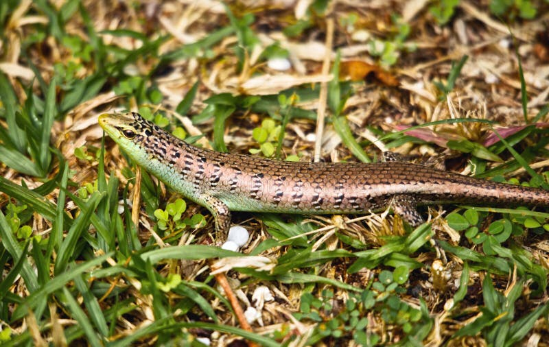 Small Skink stock image. Image of andaman, horizontal - 23599675