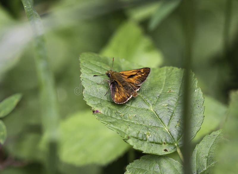 Small skipper stock photo. Image of wings, hesperioidea - 25987440