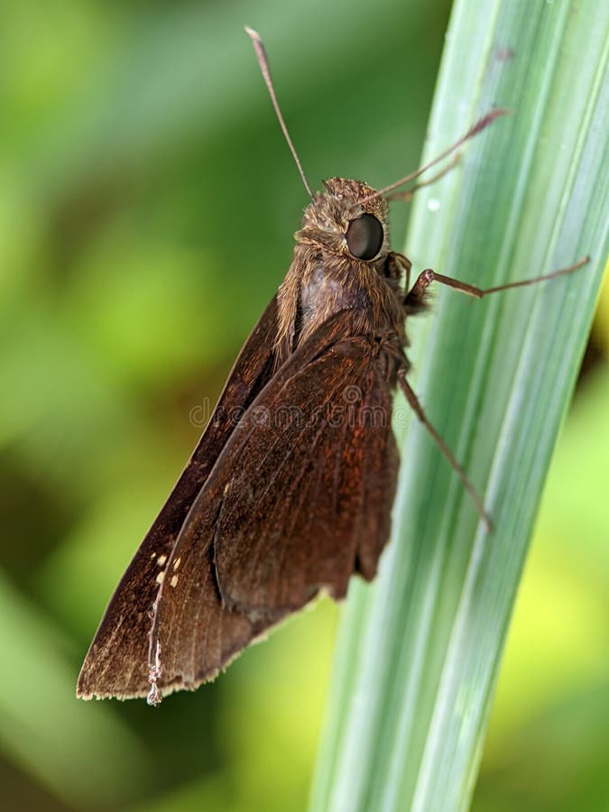 Small skipper butterfly stock photo. Image of plant - 373779500