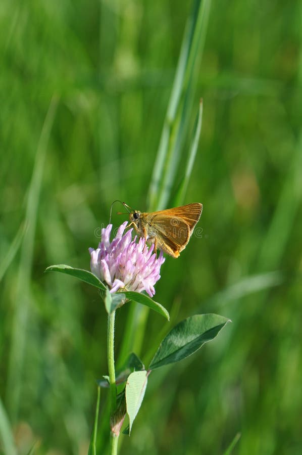 Small Skipper stock image. Image of meadow, countryside - 116429737