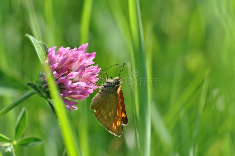 Small Skipper stock image. Image of animals, environment - 116906659