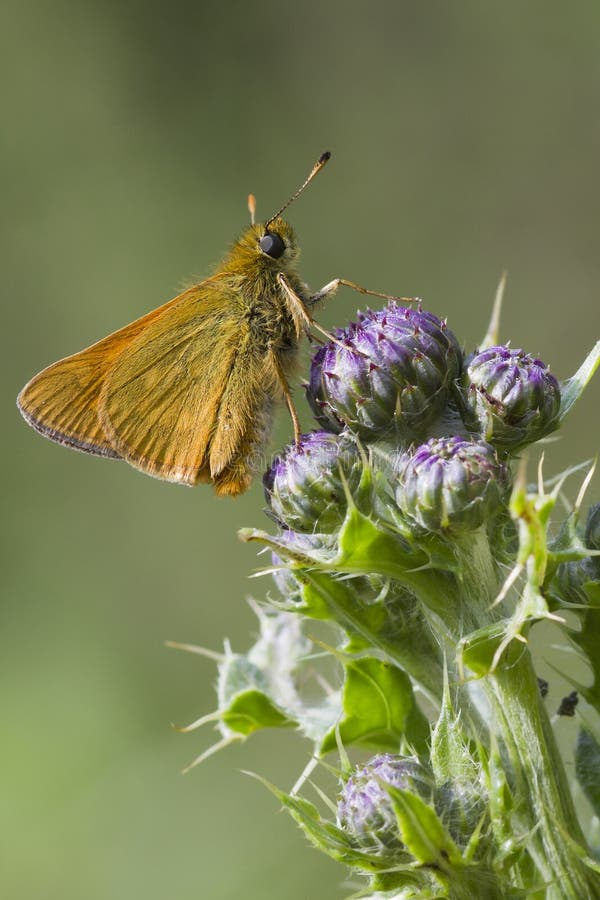 Small Skipper ( Thymelicus Sylvestris ) Stock Image - Image of thistle ...