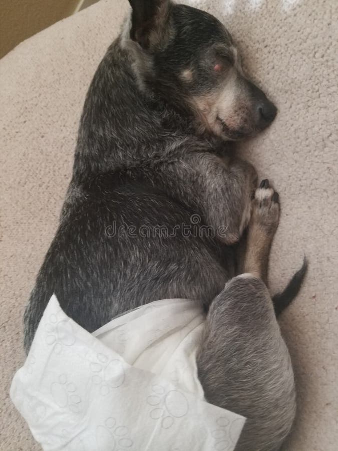 Small sleeping dog stock image. Image of sleeping, small - 99250639