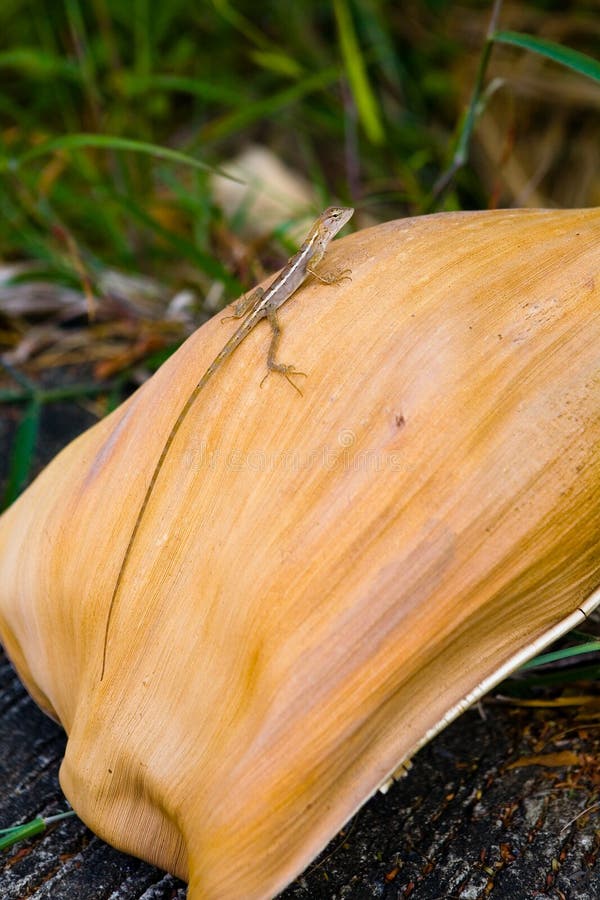 A Small Slender Agama Lizard Sits on a Dried Leaf Stock Photo - Image ...