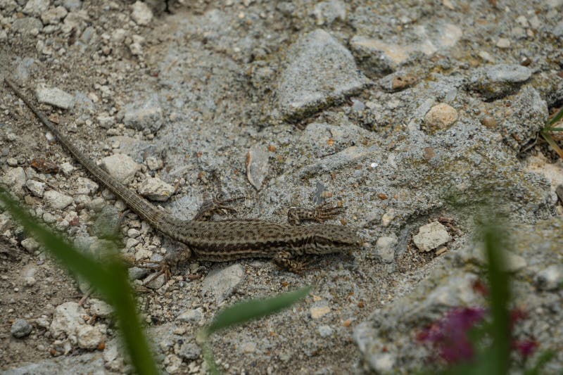 Small Spotted Lizard Arid Ground Stock Photos - Free & Royalty-Free ...