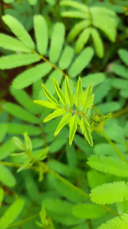 A Small Slender Plant with Stems Stock Photo - Image of stems, grass ...