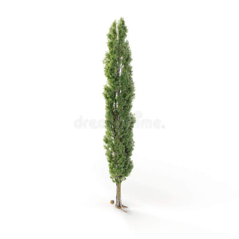 Small, Slender Tree Stands in Snow Against a White Backdrop Stock Image ...