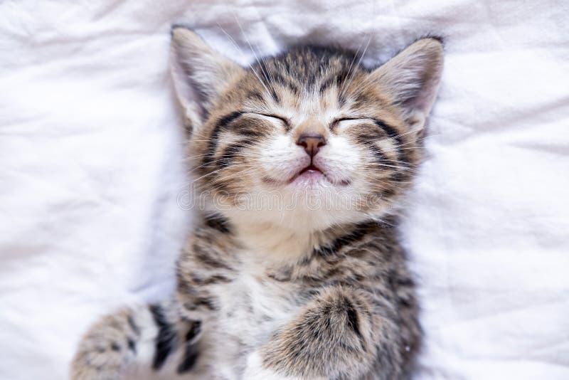 Small Smiling Striped Kitten Lying on Back Sleeping on White Blanket ...