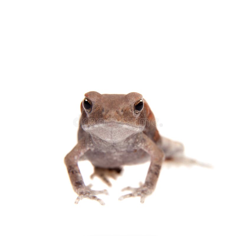 Small Smooth-sided Toad Isolated on White Background Stock Image ...