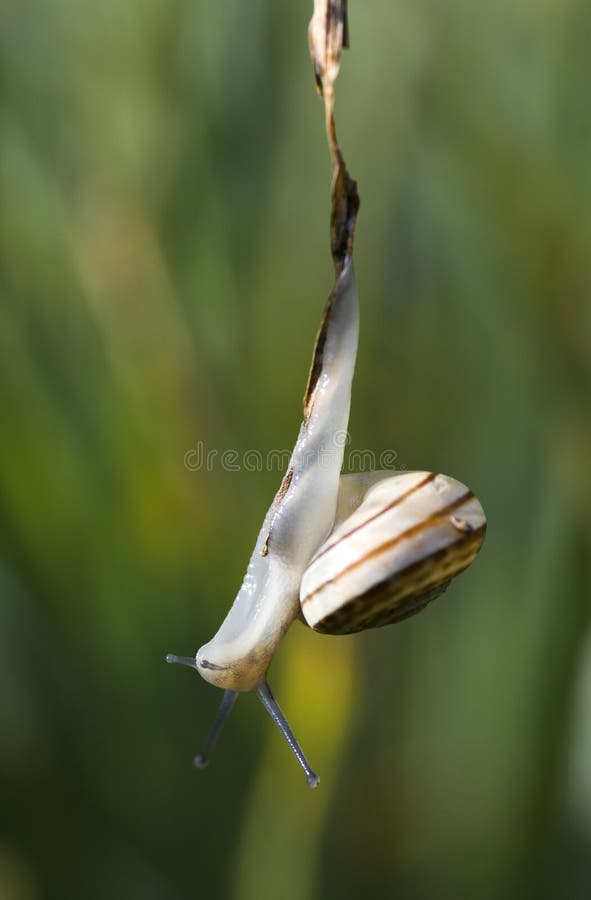 Small snail stock photo. Image of escargot, slow, wildlife - 13482740